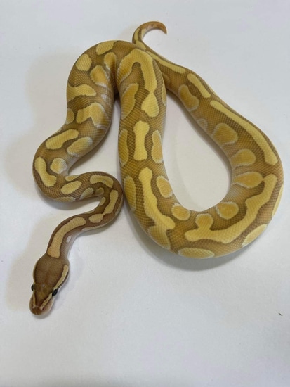 Lesser Enchi Orange Ghost Ball Python by OBX Exotics