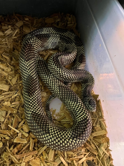 Adult Female Meansi Apalachicola Kingsnake by OBX Exotics
