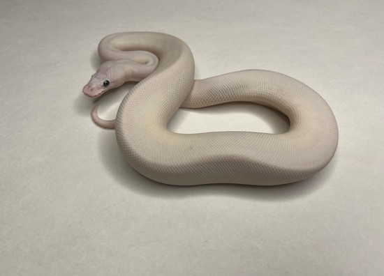 2023 Female Butter Mojave Genetic Stripe Ball Python by OBX Exotics