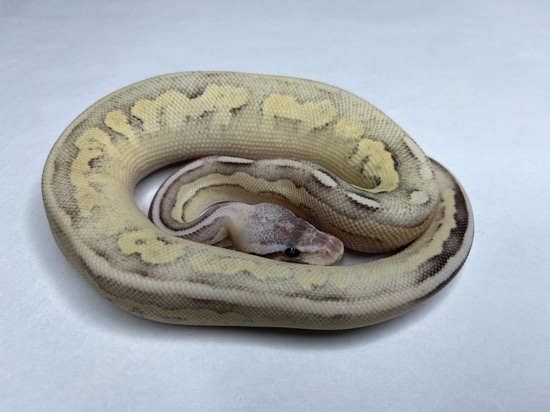 2023 Male Cinnamon Mojave Firefly Ball Python by OBX Exotics