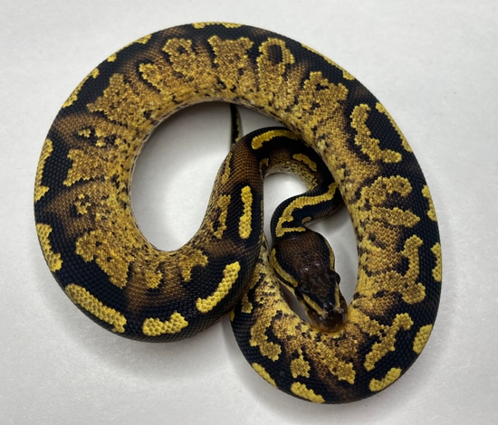 Paint Yellowbelly Ball Python by OBX Exotics