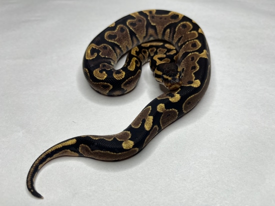 Het Paint Ball Python by OBX Exotics