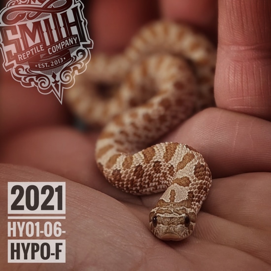 Evans Hypo Western Hognose by Smith Reptile Co.