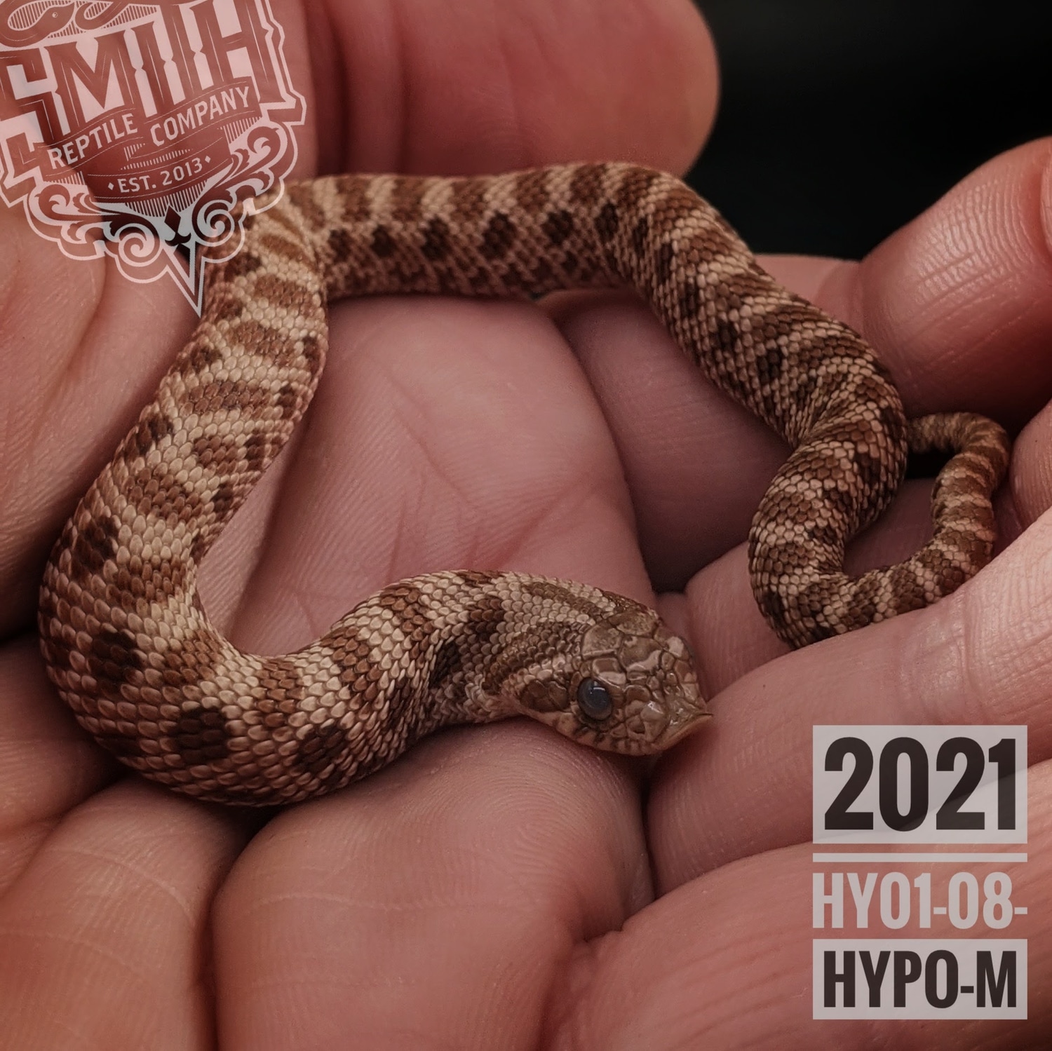Evans Hypo Western Hognose by Smith Reptile Co. - MorphMarket