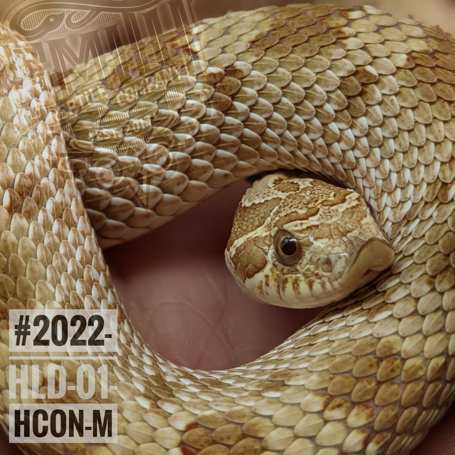 Evans Hypoconda (Proven Breeder) Western Hognose by Smith Reptile Co ...