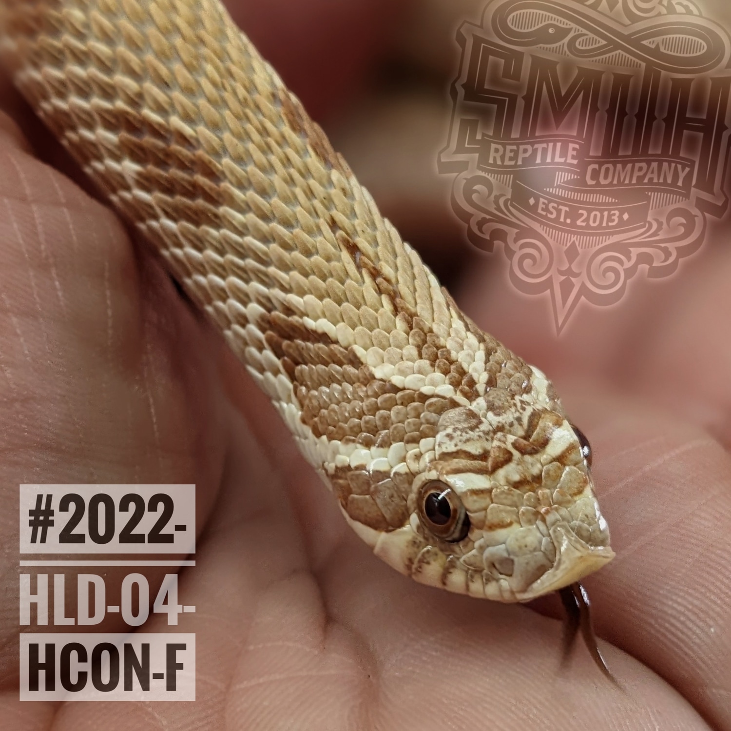 Evans Hypoconda Western Hognose by Smith Reptile Co. - MorphMarket