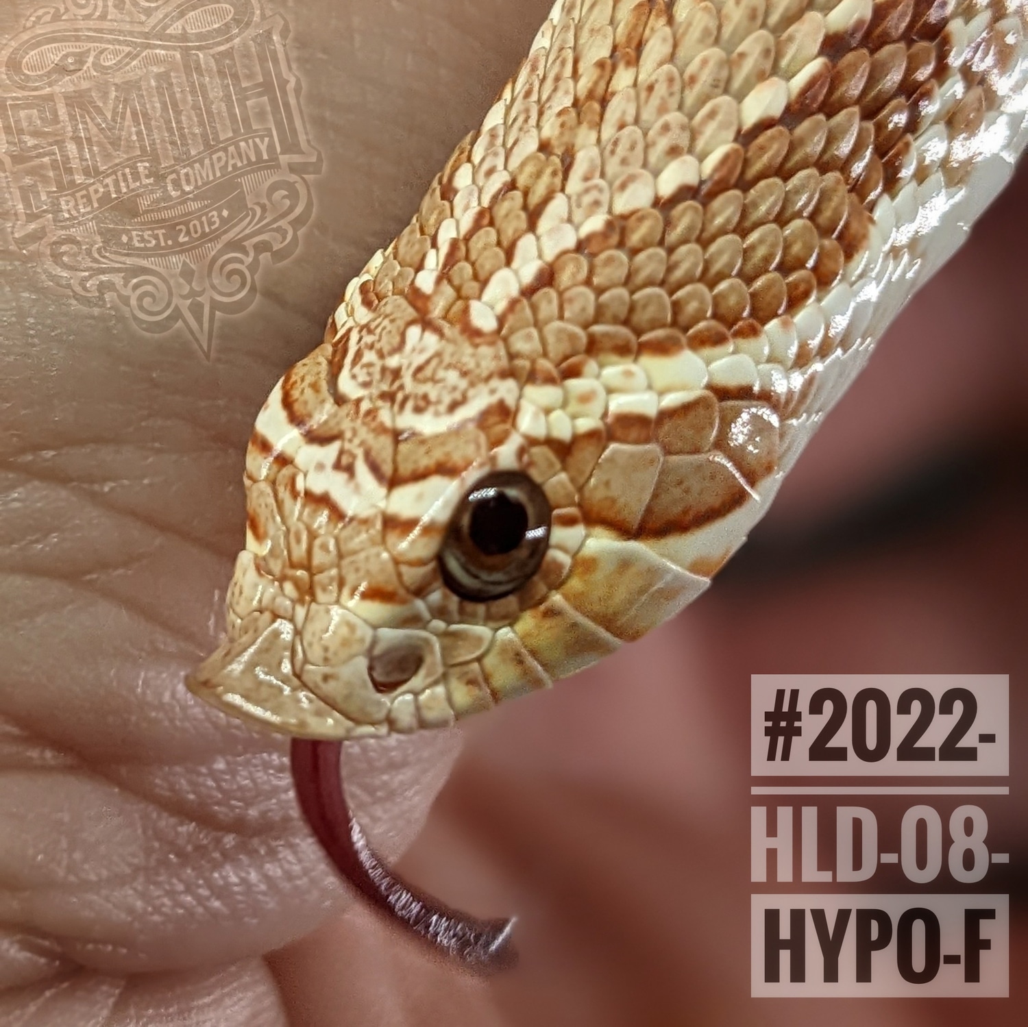 Evans Hypo Western Hognose by Smith Reptile Co. - MorphMarket