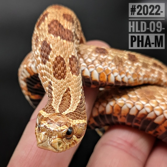 Red Line Het Albino Western Hognose by Smith Reptile Co.