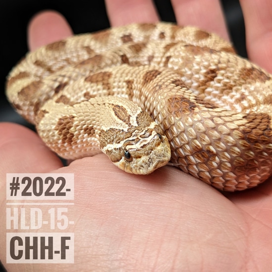 RBE Pastel/Conda Het Hypo Western Hognose by Smith Reptile Co.
