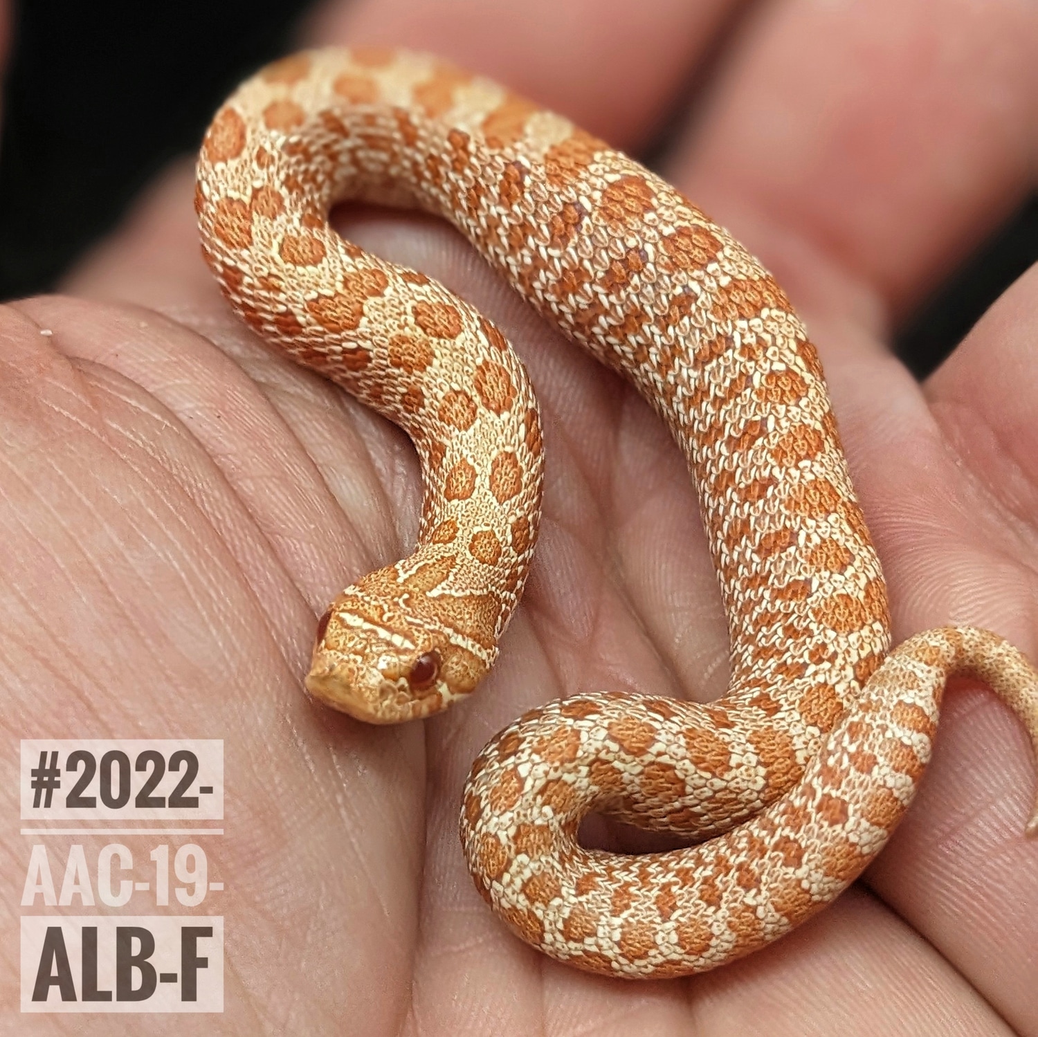 Albino Western Hognose by Smith Reptile Co. - MorphMarket