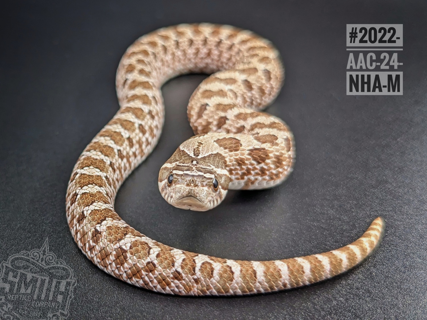 Normal (66% Het Albino) Western Hognose by Smith Reptile Co. - MorphMarket