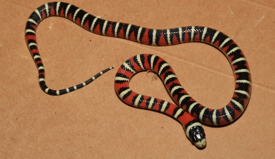 Utah Infralabialis Arizona Mountain Kingsnake by F1snakes