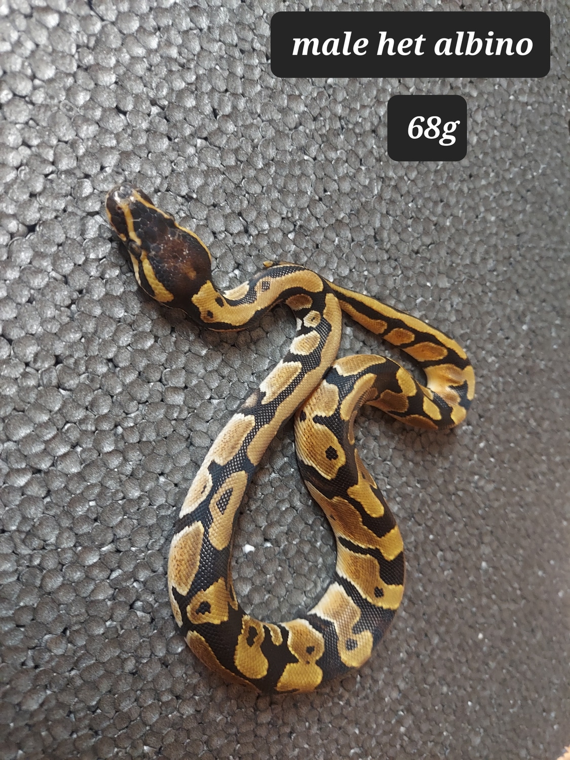Het Albino Ball Python by No limit reptiles - MorphMarket