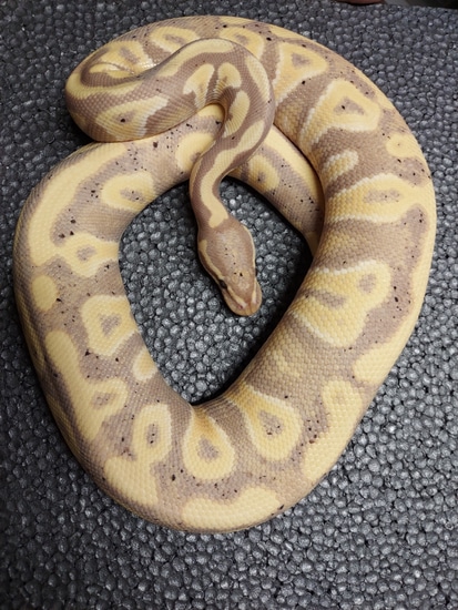Banana Phantom Yellow Belly Ball Python by No limit reptiles