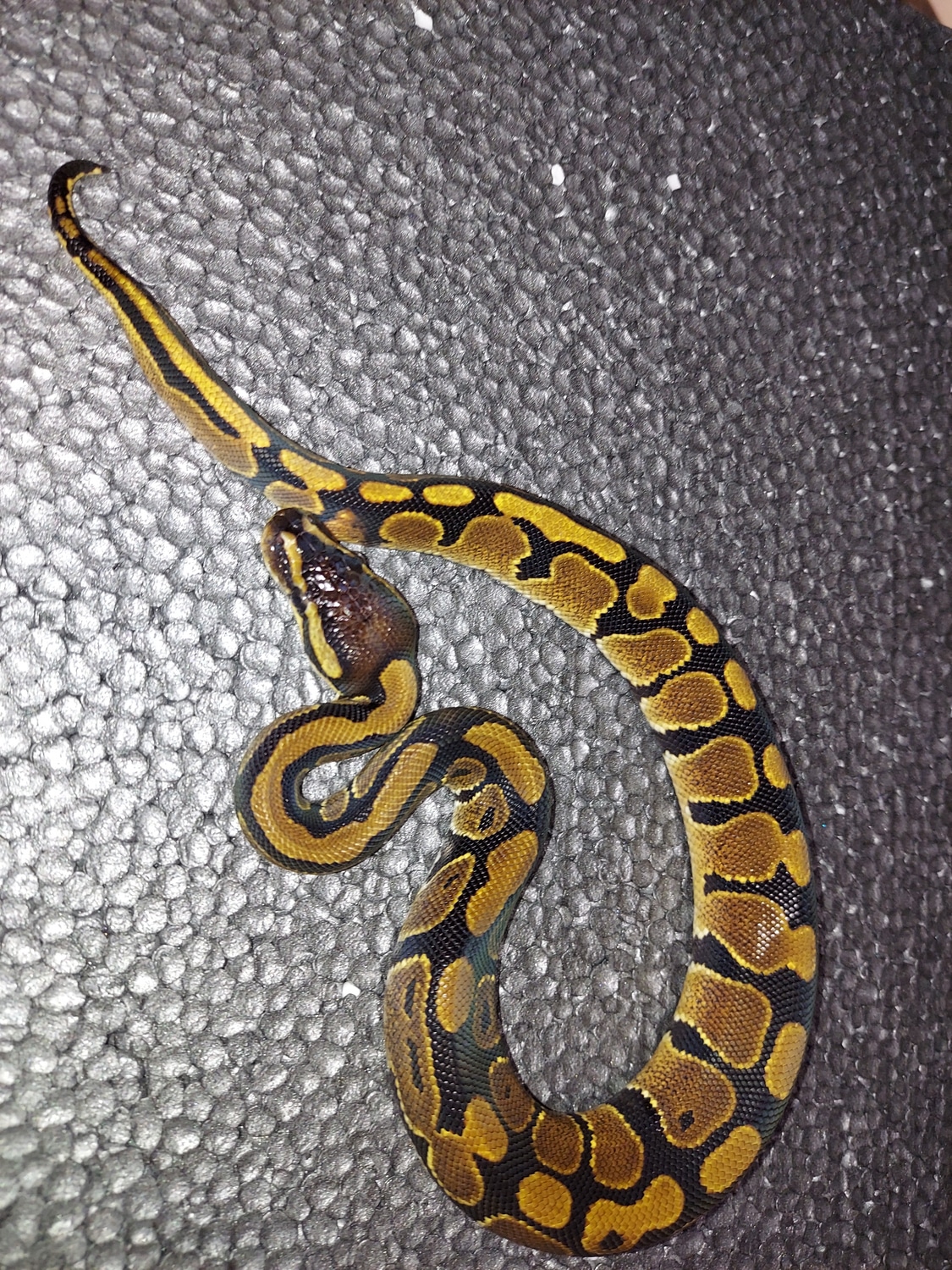 Het Pied Ball Python by No limit reptiles - MorphMarket