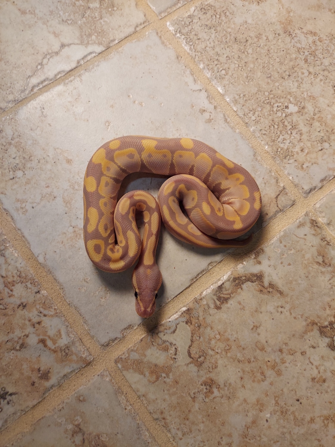 Banana Sugar Ball Python by No limit reptiles - MorphMarket