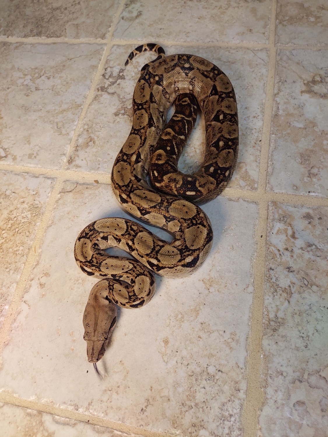 Nicaraguan Dwarf Boa Boa Constrictor by No limit reptiles - MorphMarket