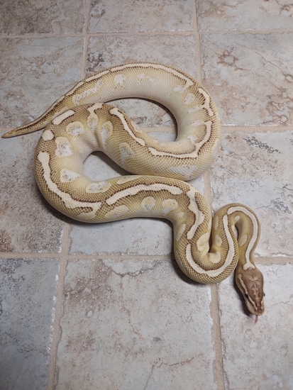 Pastel Sugar Platinum Ball Python by No limit reptiles
