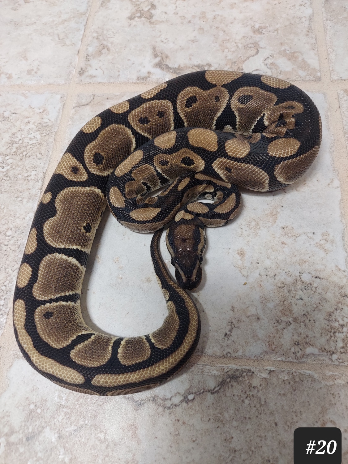 Fire Ball Python by No limit reptiles - MorphMarket
