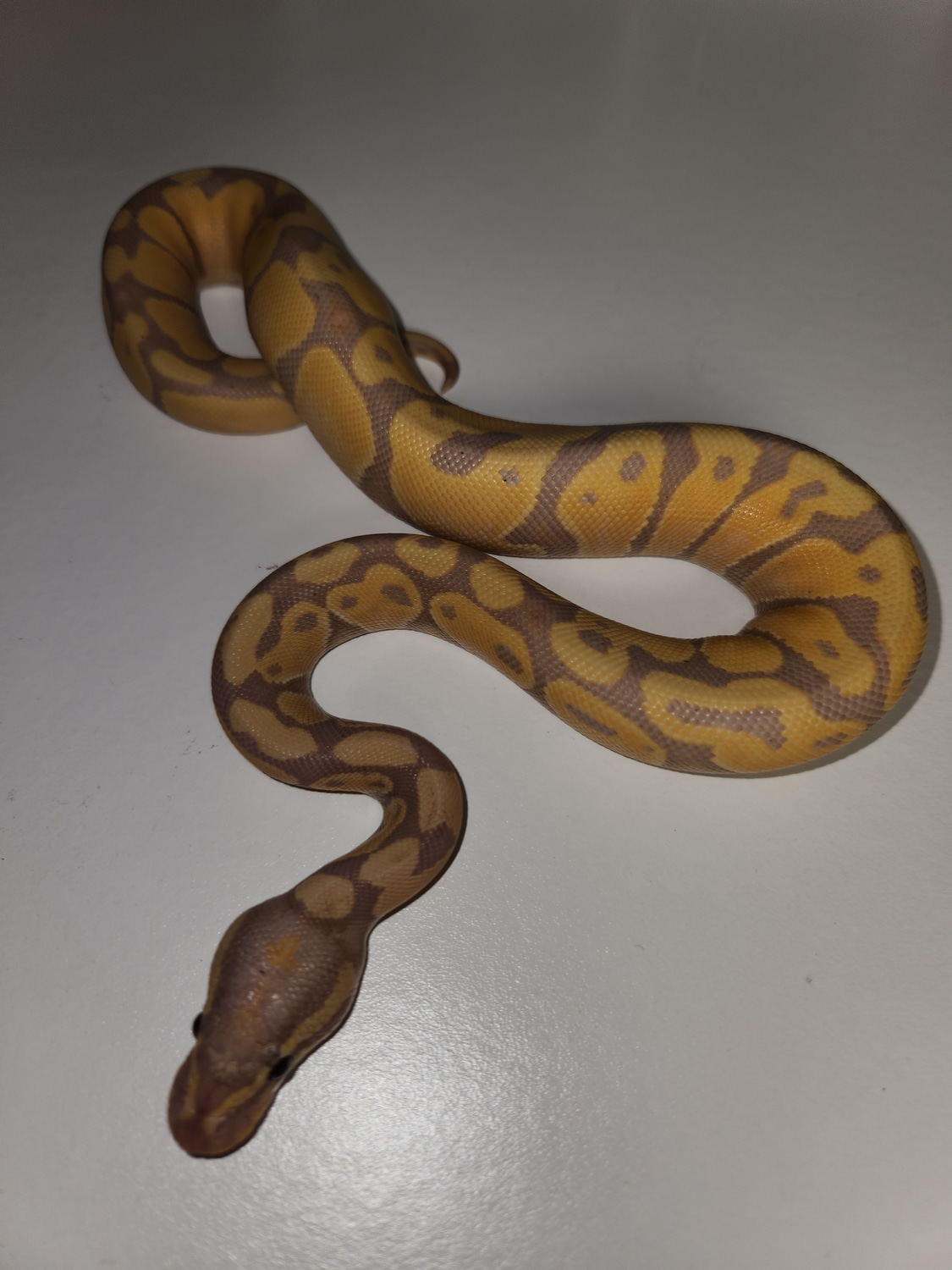 Banana Ball Python by No limit reptiles - MorphMarket
