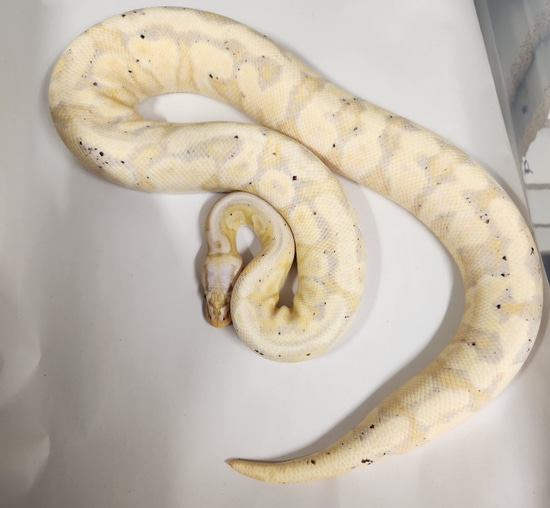 Banana Super Pastel Lesser Yellow Belly Het Clown Ball Python by No ...