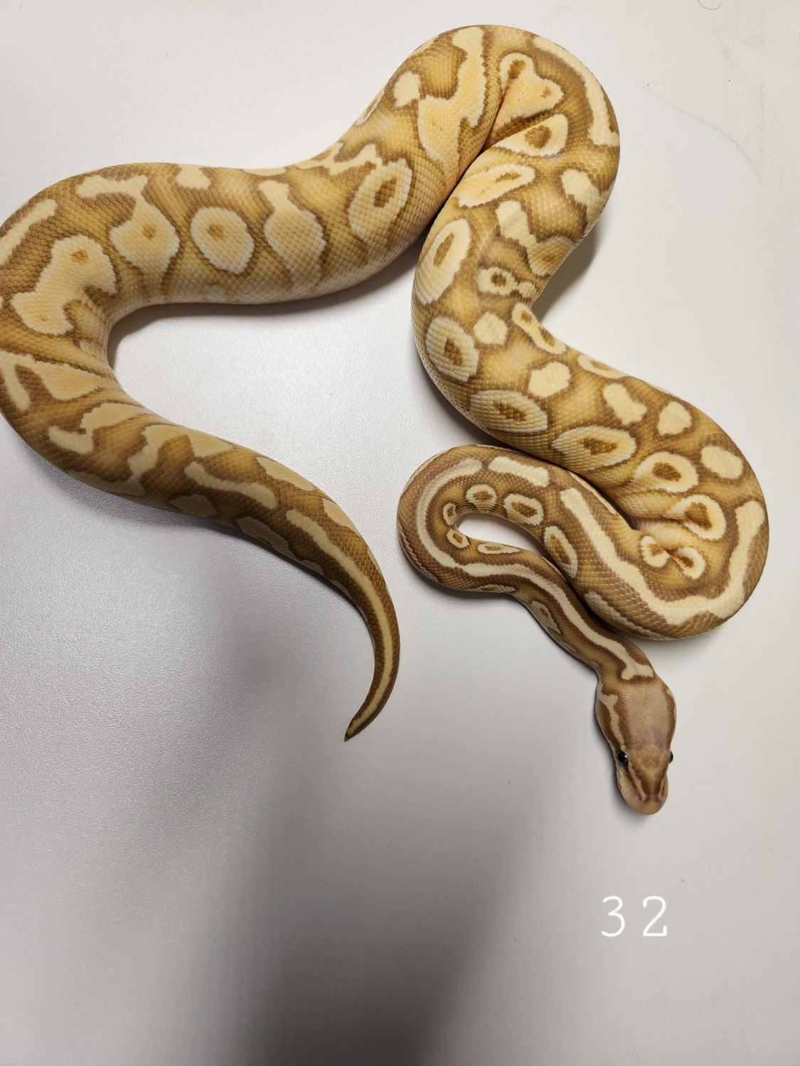 Banana Lesser Ball Python by No limit reptiles - MorphMarket