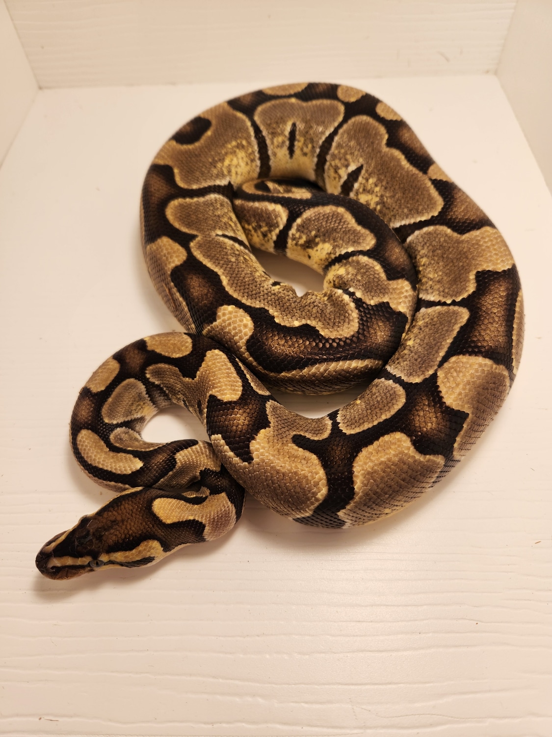 Enchi Spector Poss Het Clown Ball Python by No limit reptiles - MorphMarket