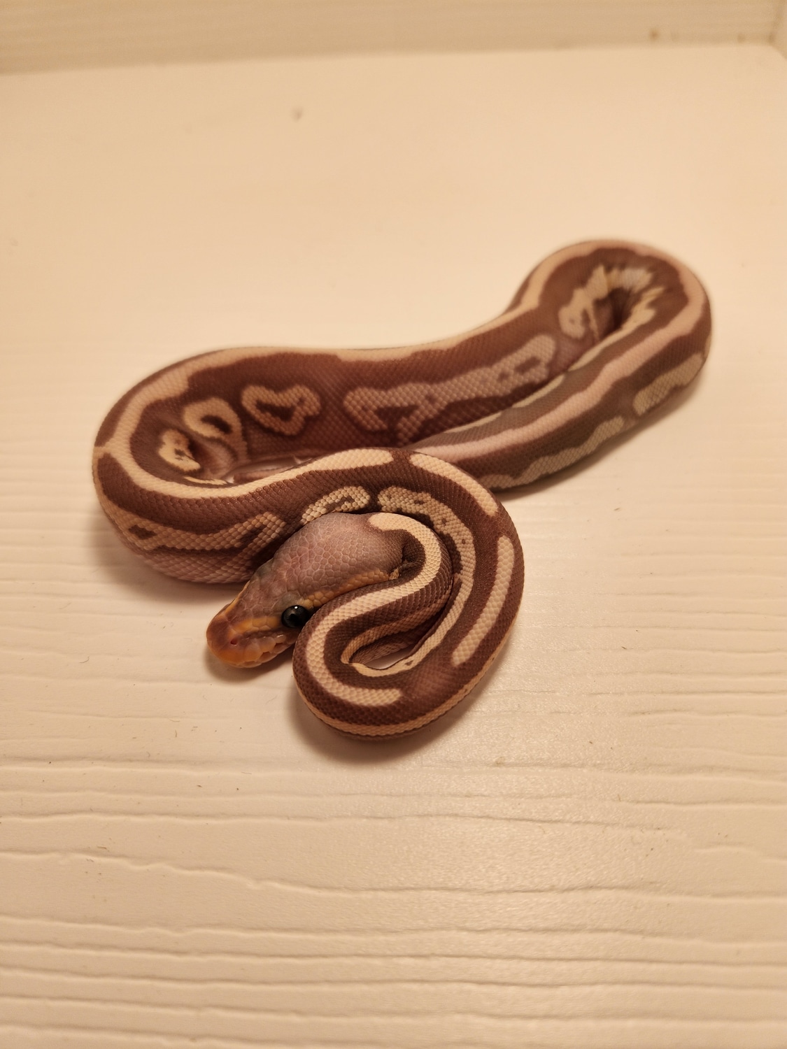 Banana Black Pewter Ball Python by No limit reptiles - MorphMarket