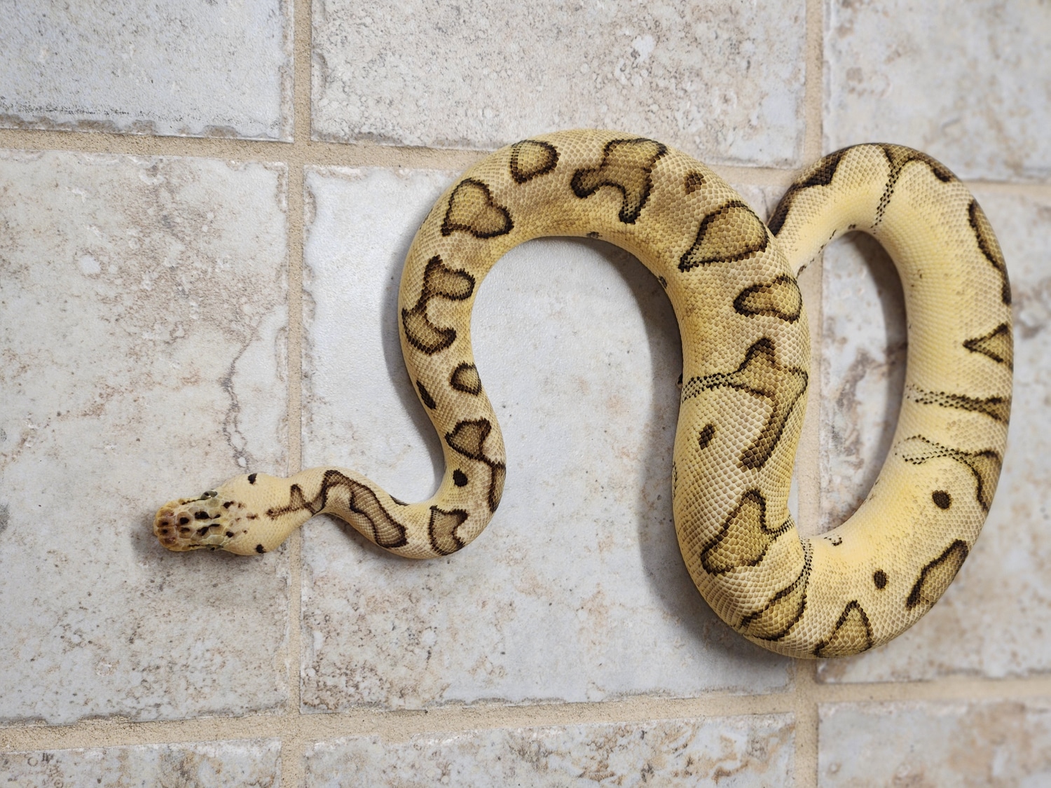 Pastel Enchi Yellow Belly Clown Ball Python by No limit reptiles ...