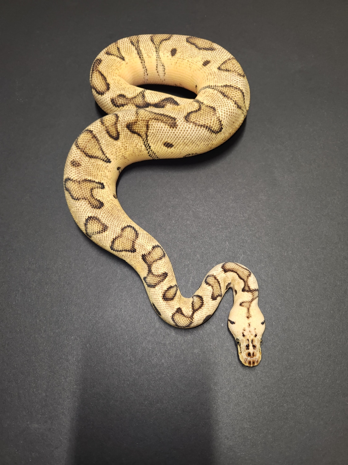 Pastel Enchi Yellow Belly Clown FREE SHIPPING!!! Ball Python by No ...