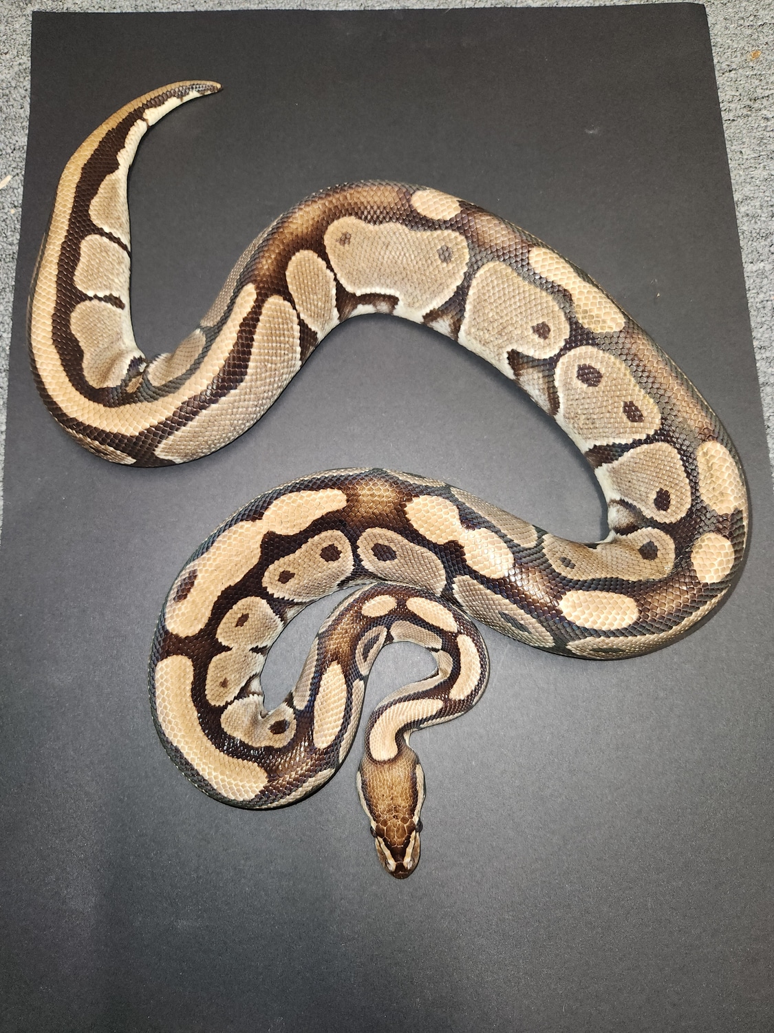 Russo Ball Python by No limit reptiles - MorphMarket