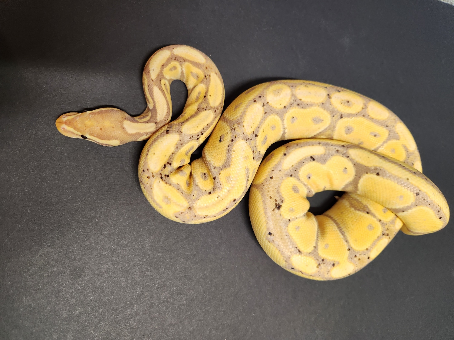 Banana Het Clown Ball Python by No limit reptiles - MorphMarket