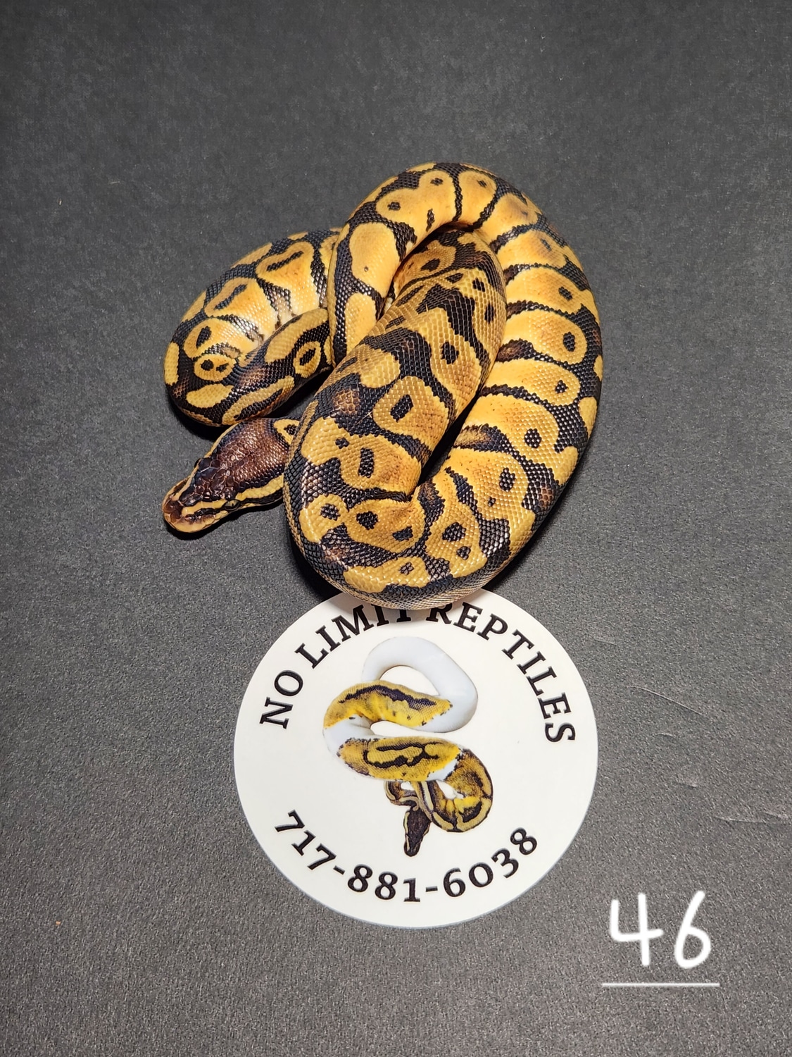 Pastel Specter Het Pied Ball Python by No limit reptiles - MorphMarket