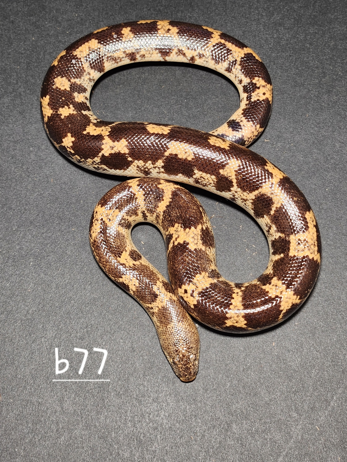 Mulleri Sand Boa Saharan Sand Boa by No limit reptiles - MorphMarket