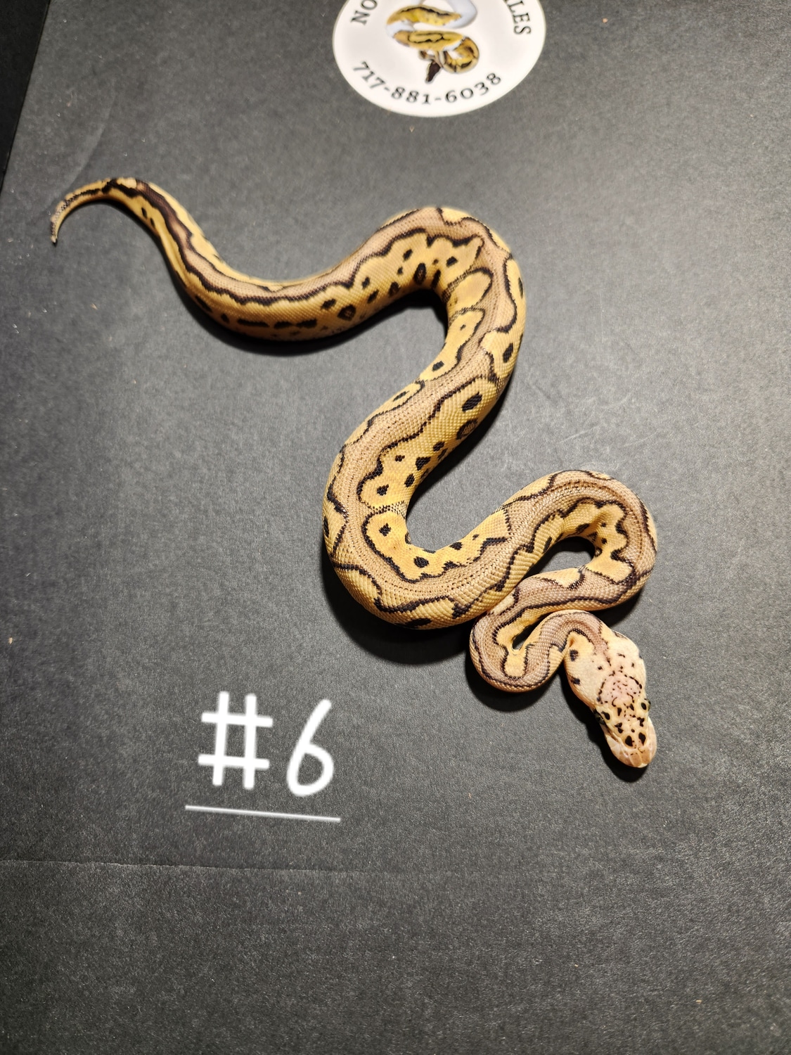 Super Pastel Clown Ball Python by No limit reptiles - MorphMarket