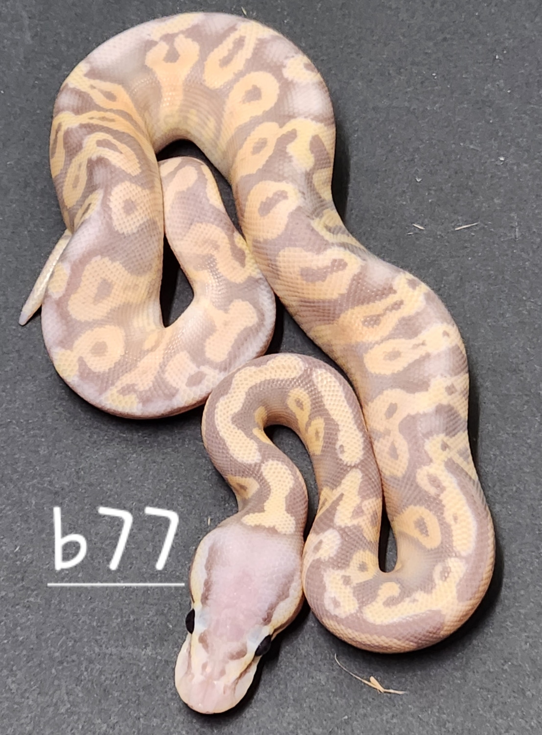 Super Pastel Banana Ball Python by No limit reptiles - MorphMarket