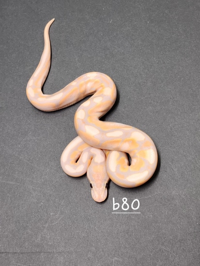 Super Banana Bongo Spider Ball Python by No limit reptiles