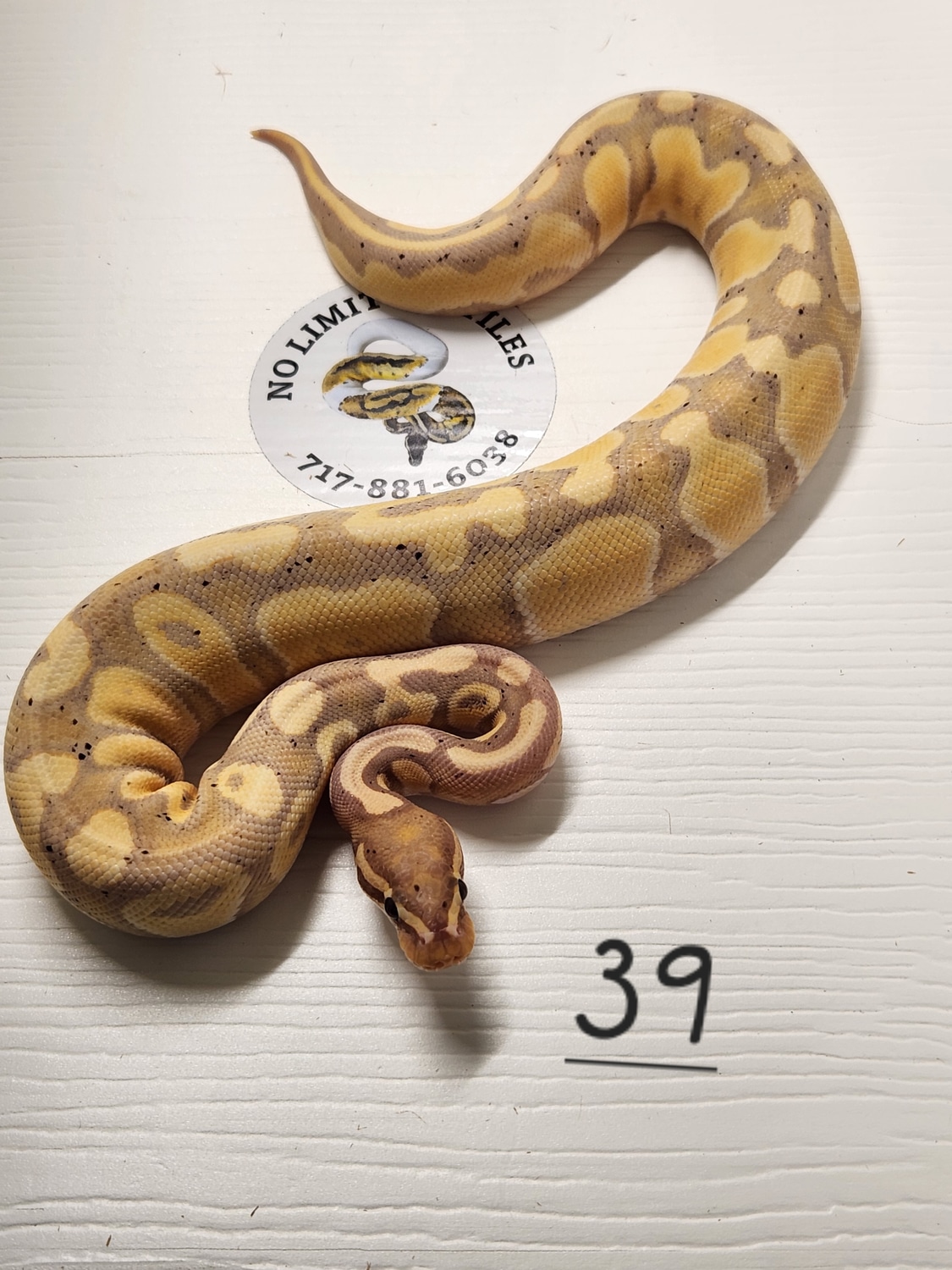 Banana 100% Het Pied Ball Python by No limit reptiles - MorphMarket