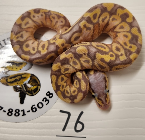 Banana Pastel Lesser Yellow Belly Ball Python by No limit reptiles