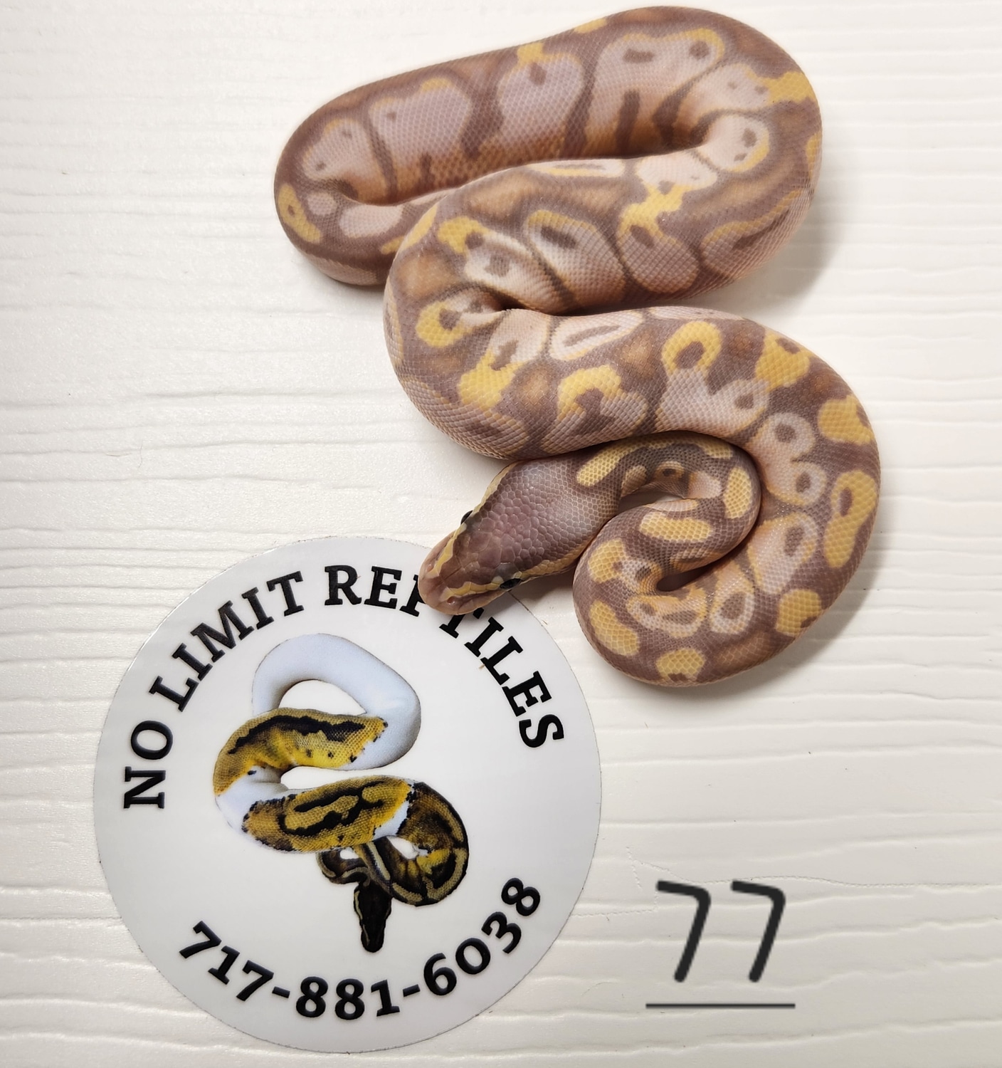 Banana Pastel Lesser Ball Python by No limit reptiles - MorphMarket