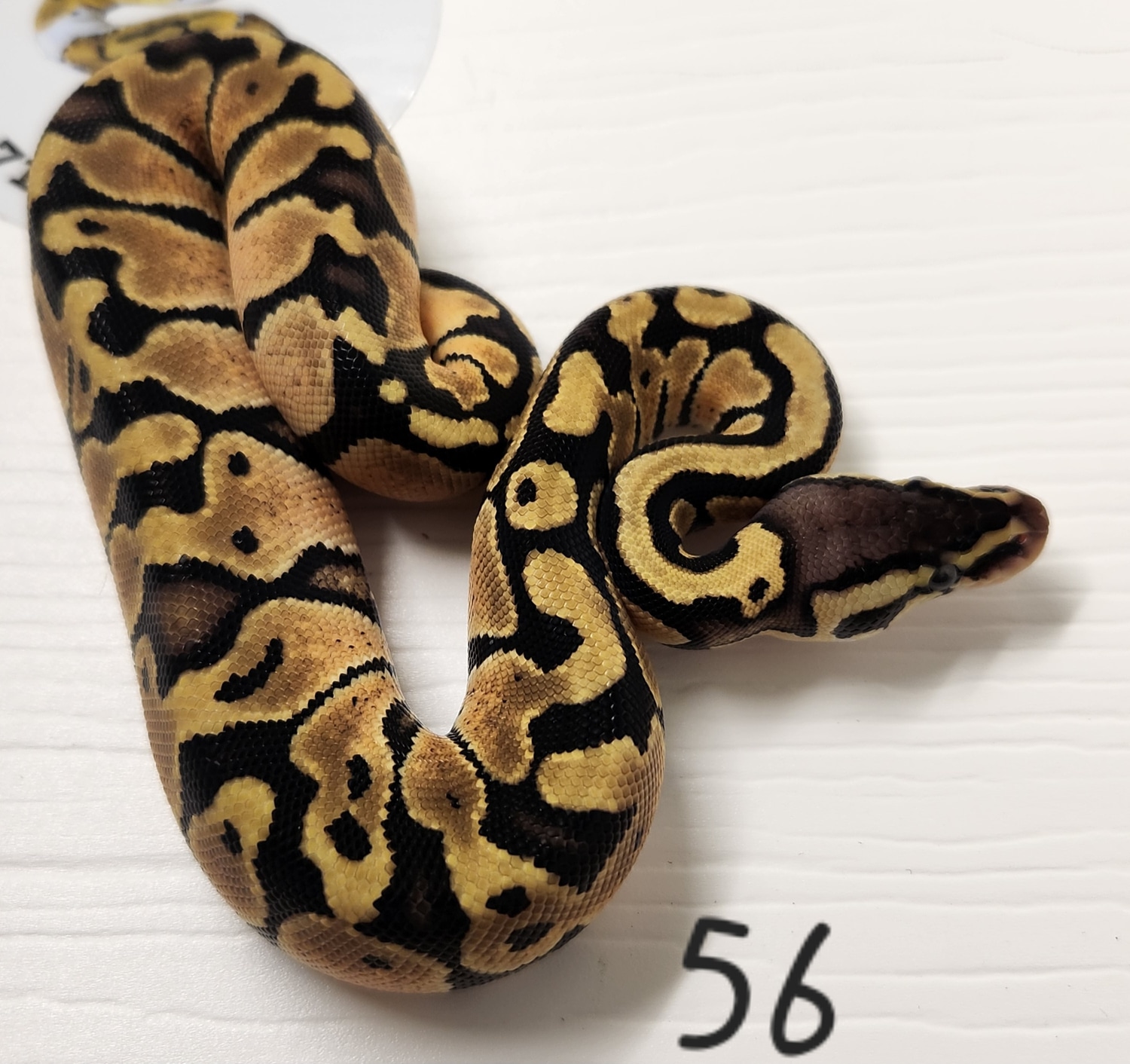 Pastel Yellow Belly Ball Python by No limit reptiles - MorphMarket