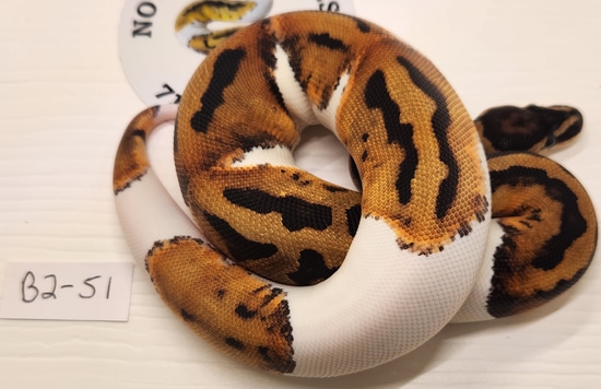 Pied Double Het Albino Axanthic Ball Python by No limit reptiles