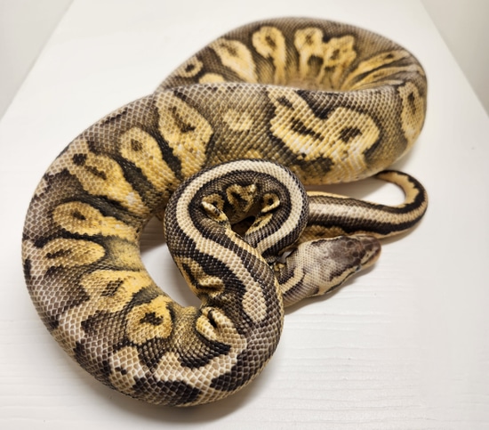 Pewter Leopard Ball Python by No limit reptiles
