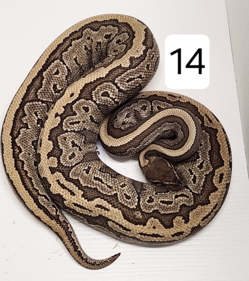 Mojave Pinstripe Ball Python by No limit reptiles