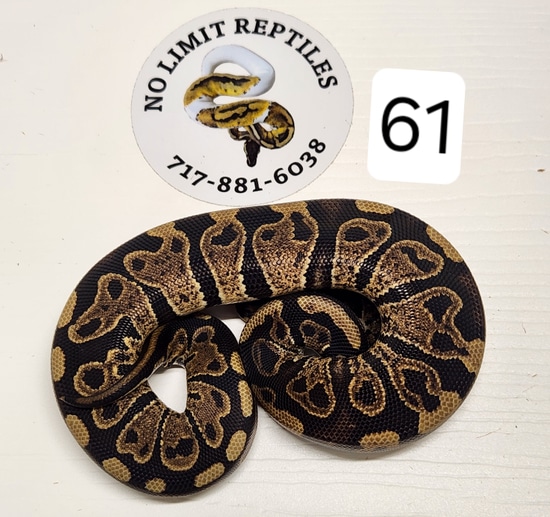 Sable Ball Python by No limit reptiles