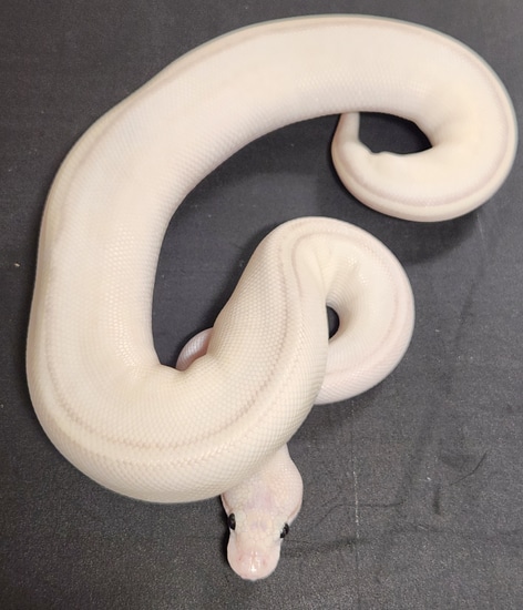 Puma Pastel Butter Ball Python by No limit reptiles