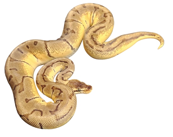 Lemon Blast Enchi Ball Python by No limit reptiles