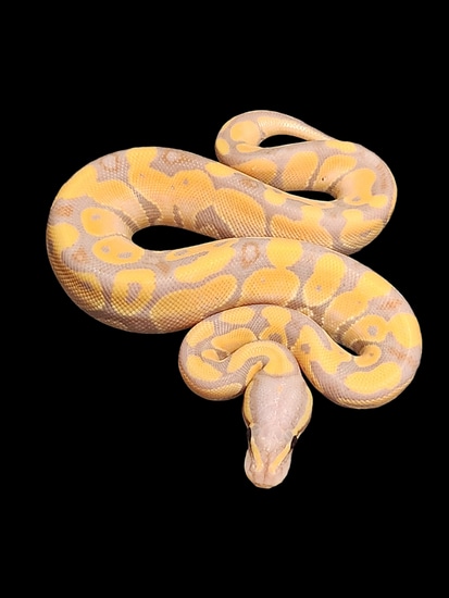Banana Fire Ball Python by No limit reptiles