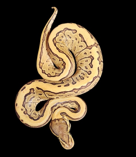 Jigsaw Ball Python by No limit reptiles