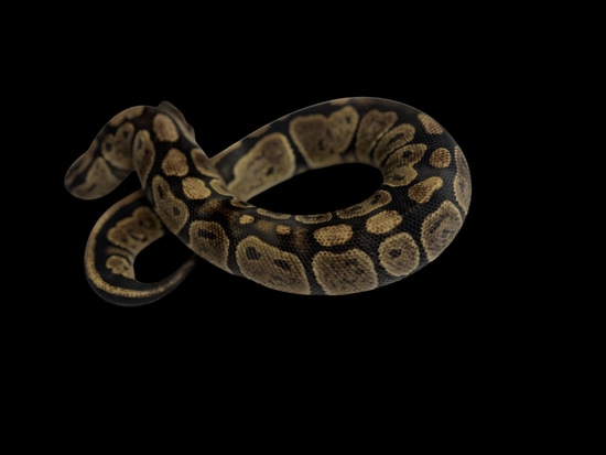 Vudoo Hypo Paradox 🔥🔥 Ball Python by No limit reptiles